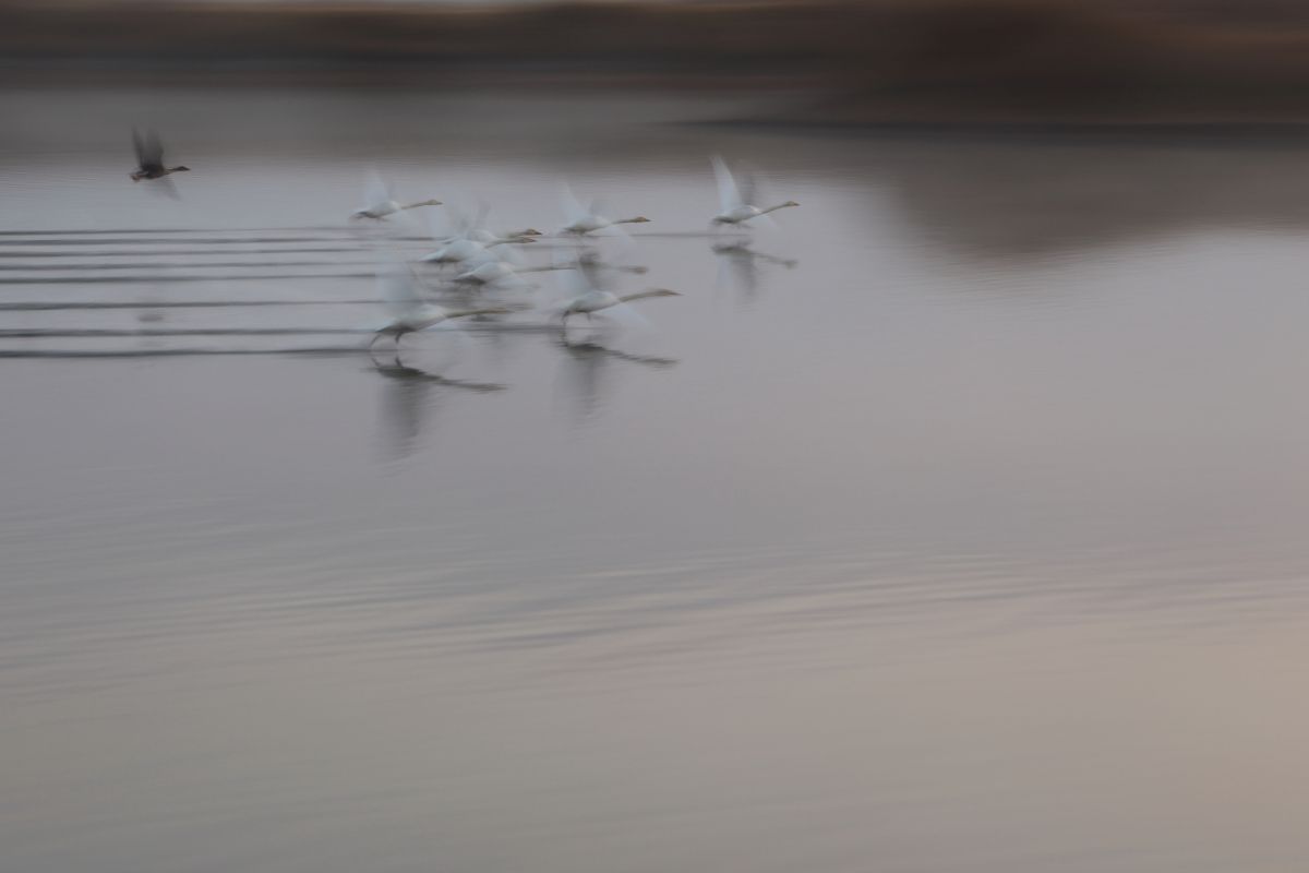 風来：First step | GANREF