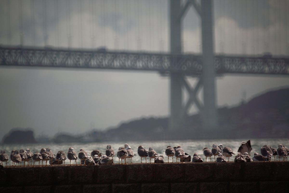 reflex image：カモメ | GANREF