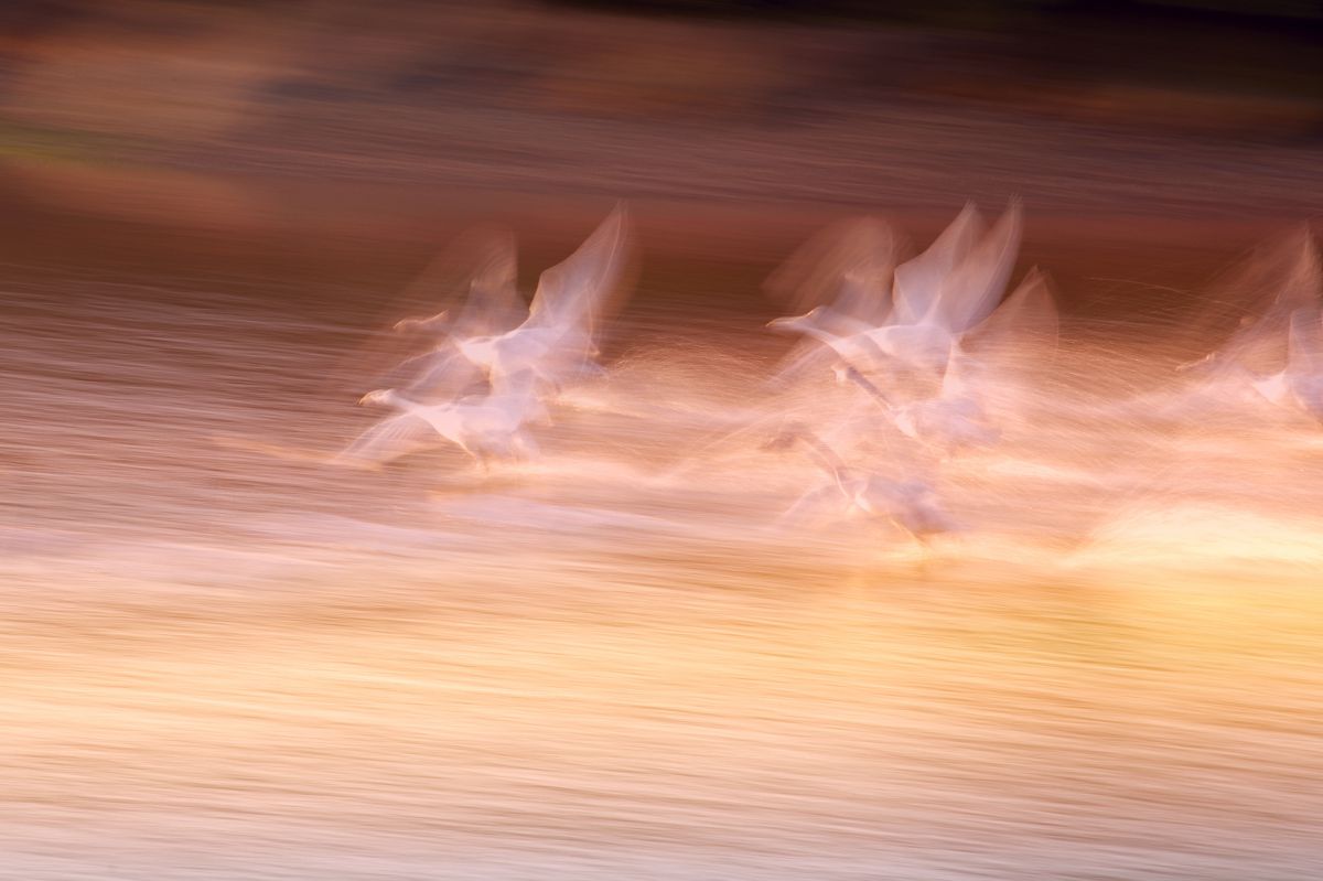 Magic Color | GANREF