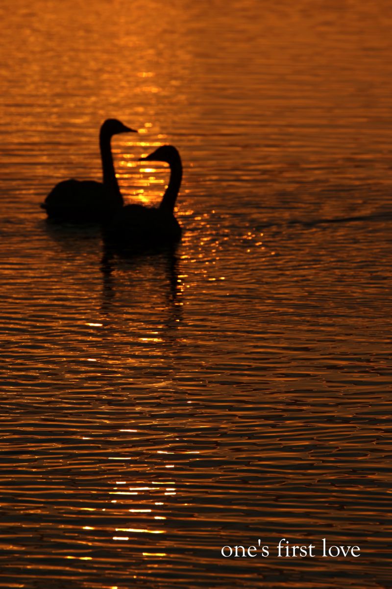 first love | GANREF