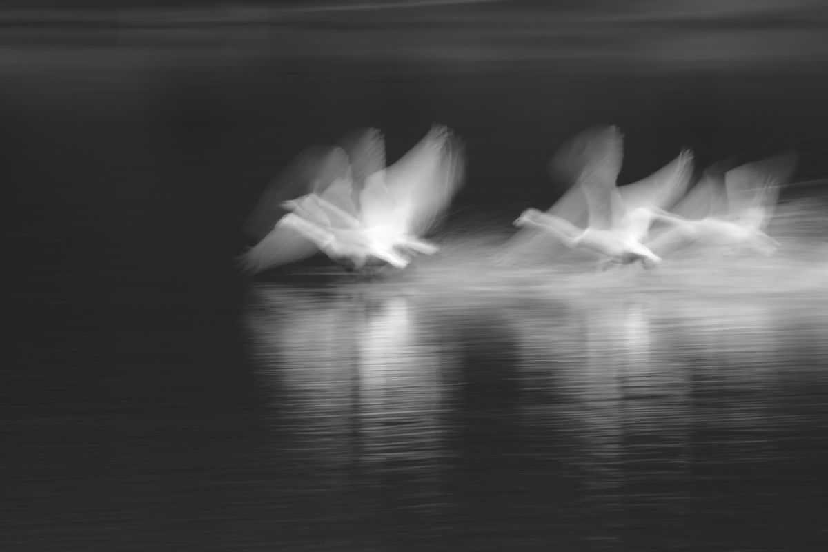 elegant №12 | GANREF