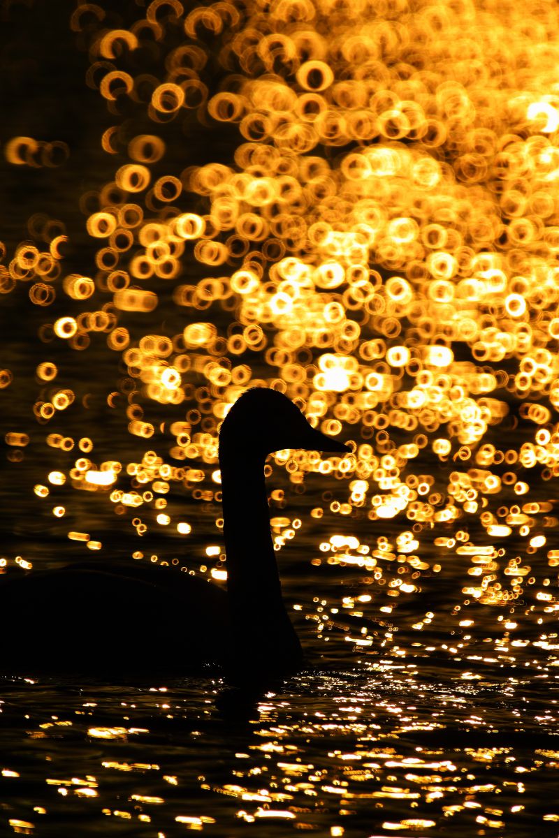 reflex image：夕日の中で | GANREF