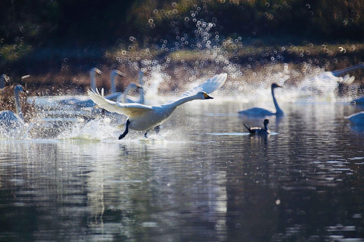 Swan series28 | GANREF