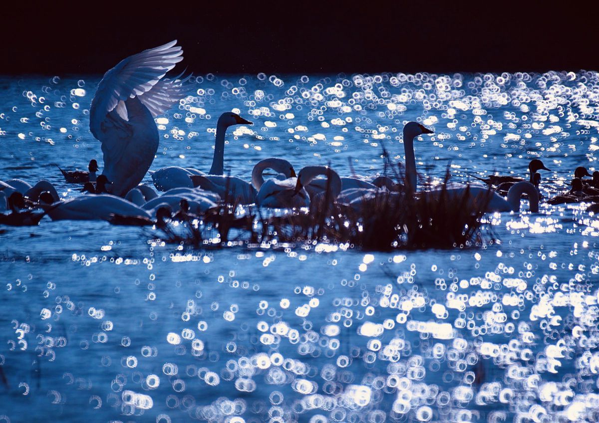 Swan series44 | GANREF