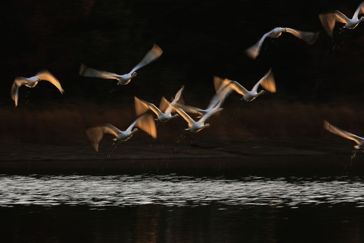 elegant №13 | GANREF