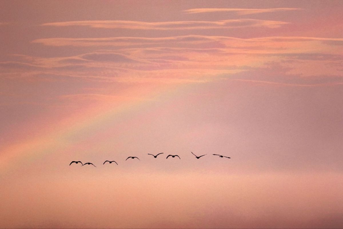 Bridge of the rainbow | GANREF