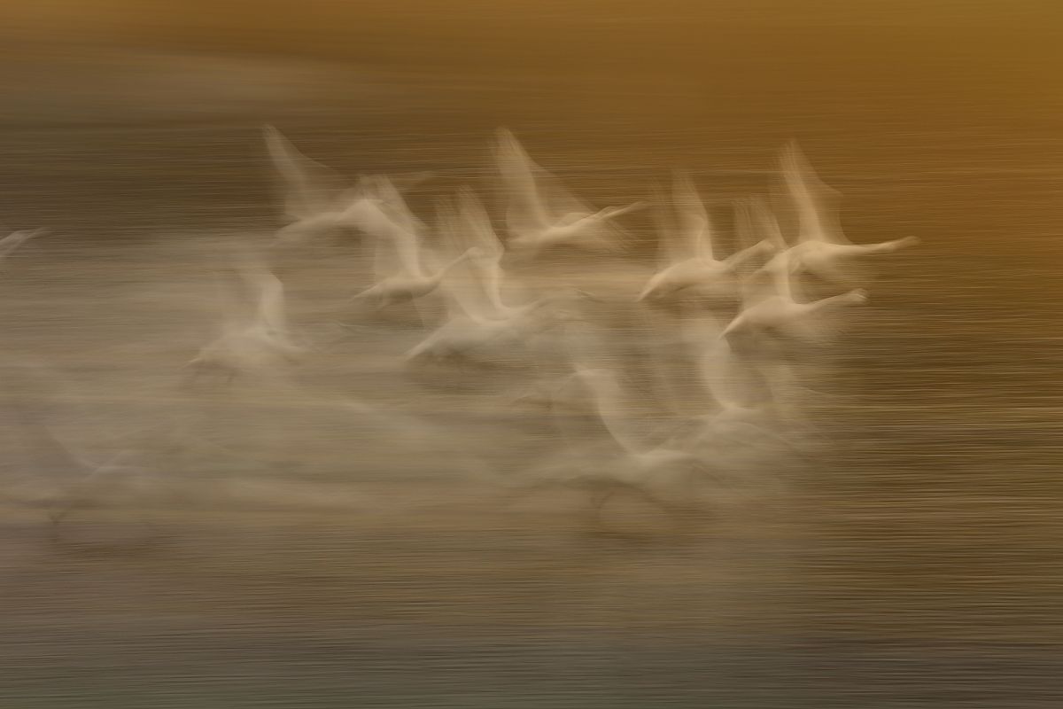 landing zone | GANREF