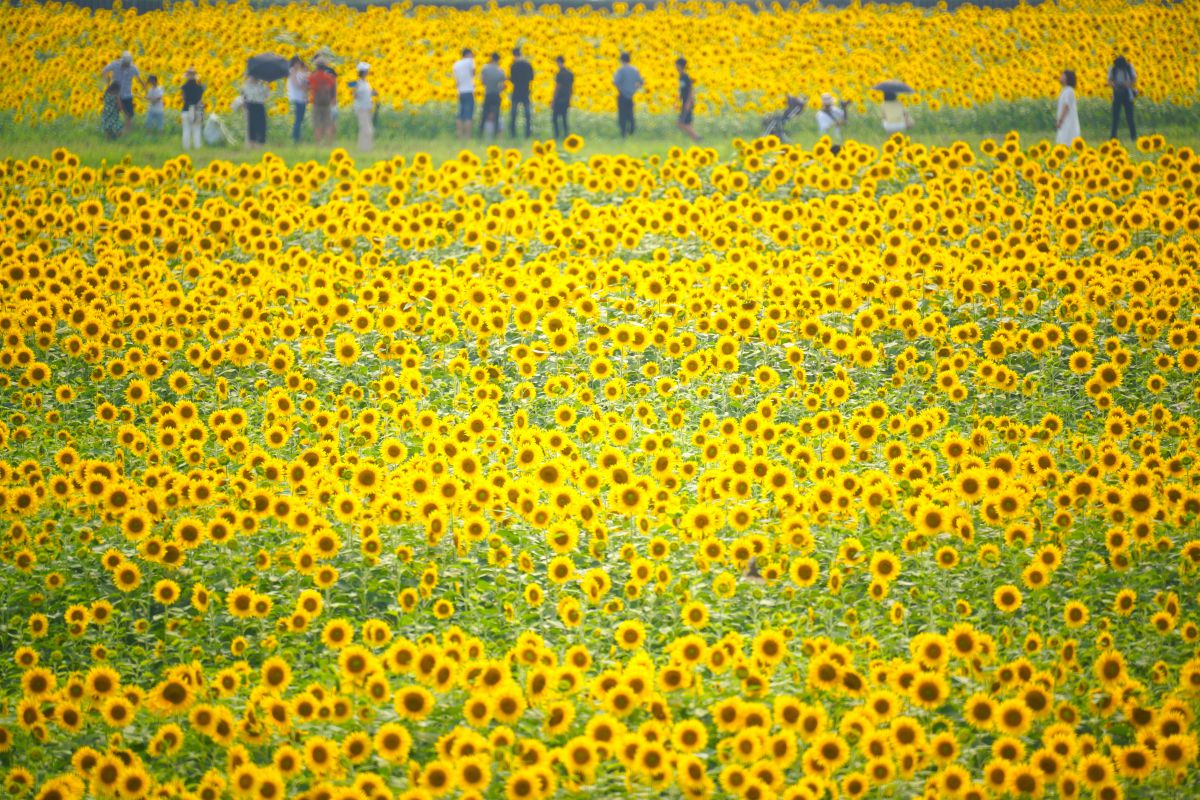 a memory from summer 4 | GANREF