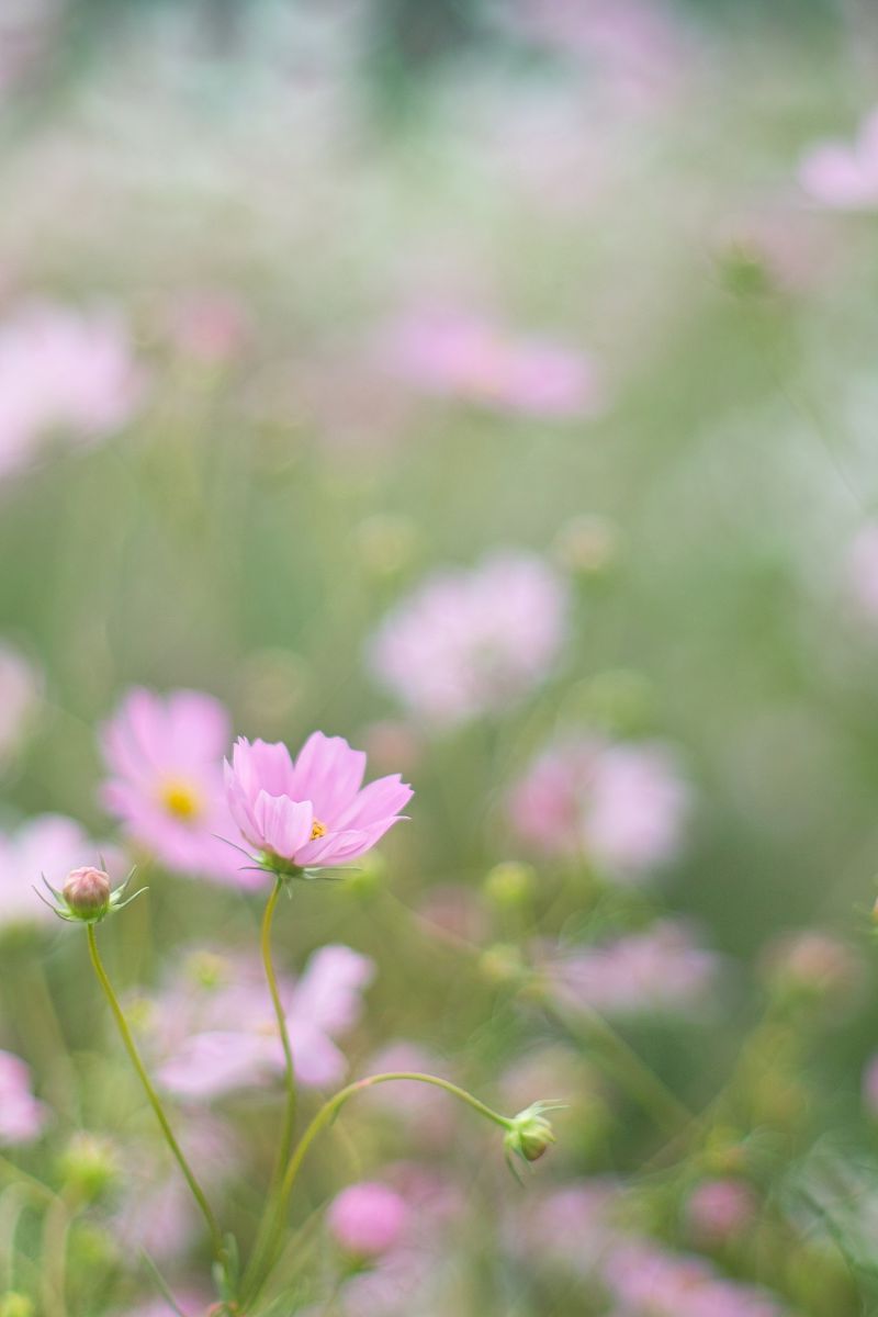 blur taste2 | GANREF