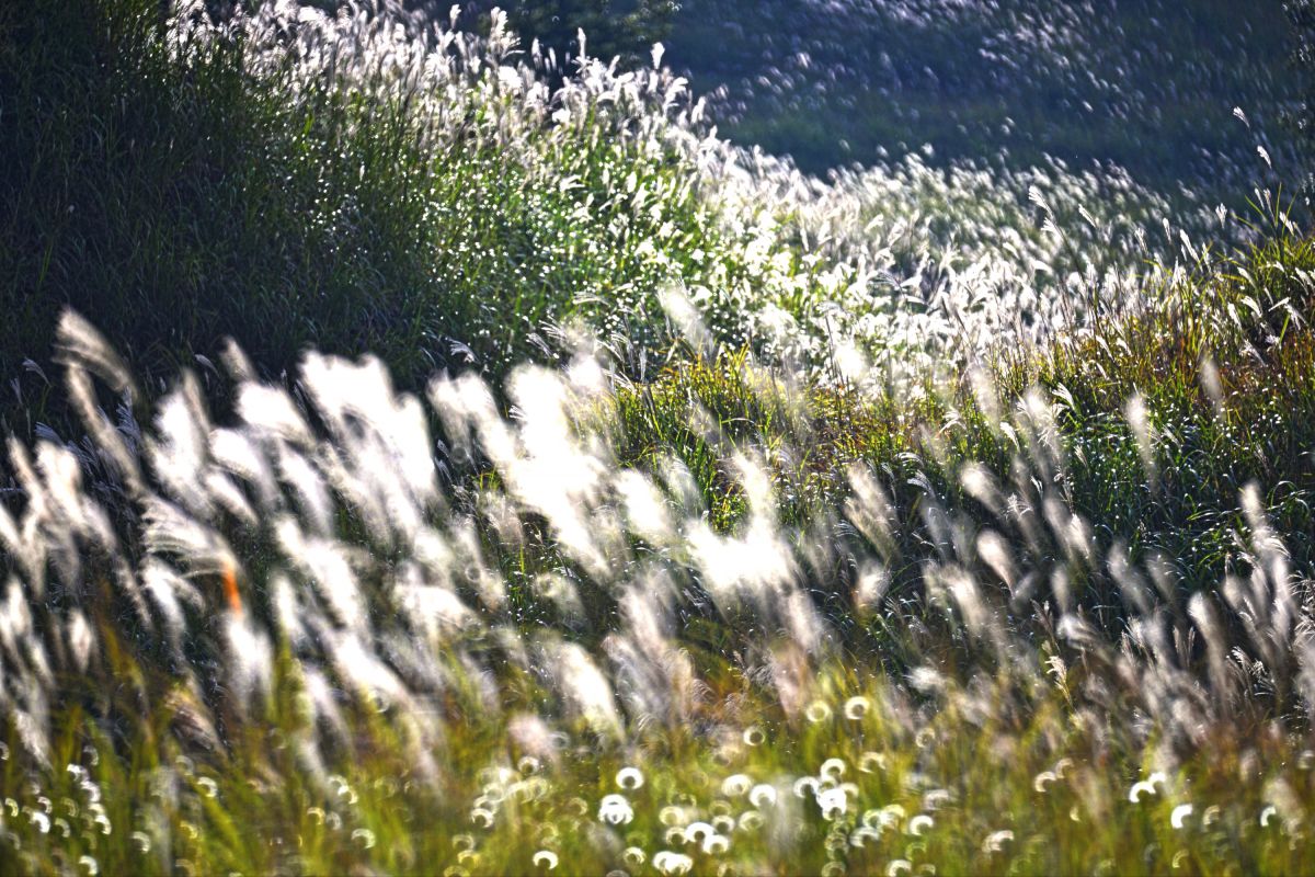 reflex image:silver grass | GANREF