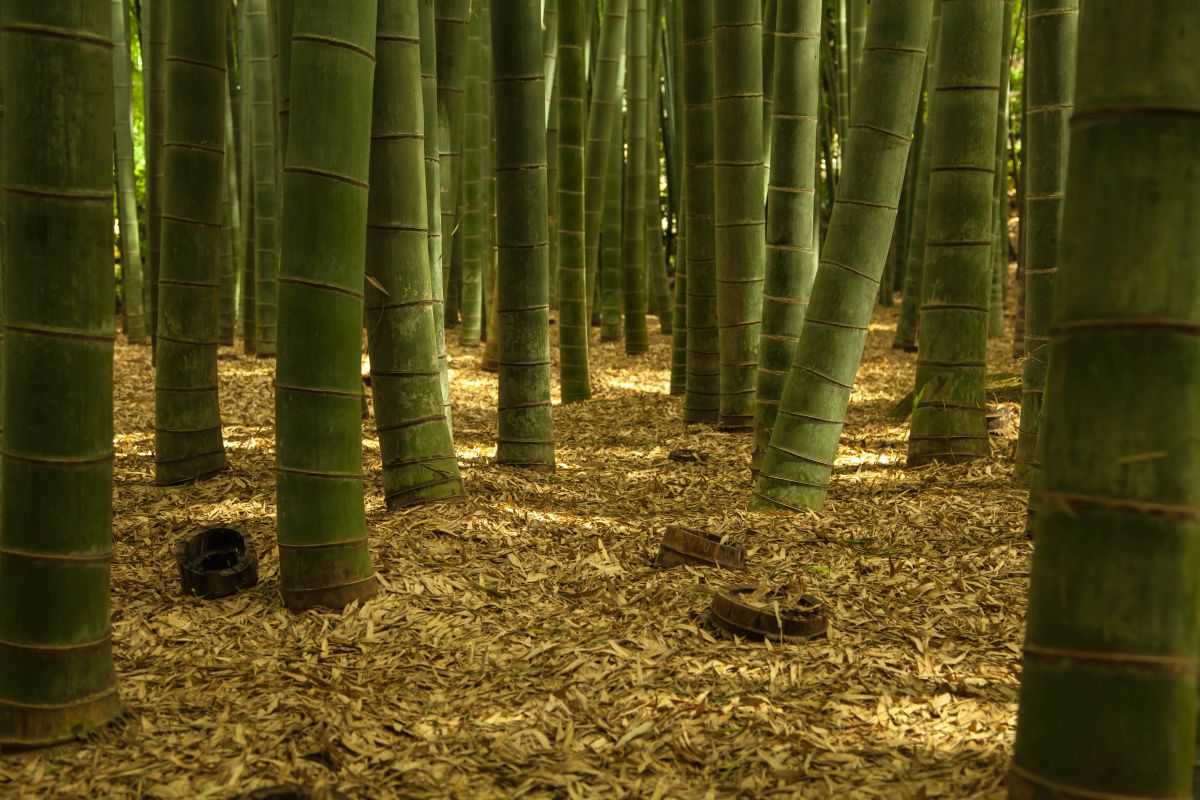 Bamboo | GANREF