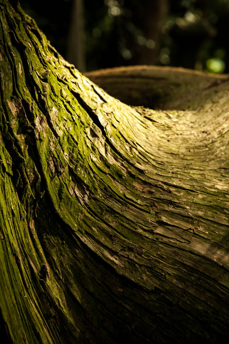 木の根 | GANREF