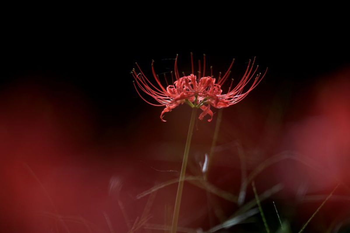 遅れてきた一輪 | GANREF