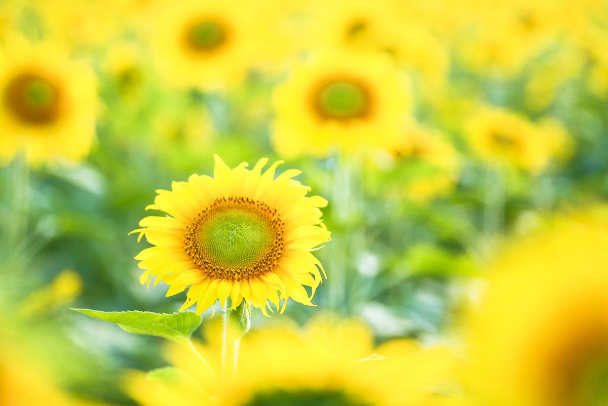 sunflower | GANREF