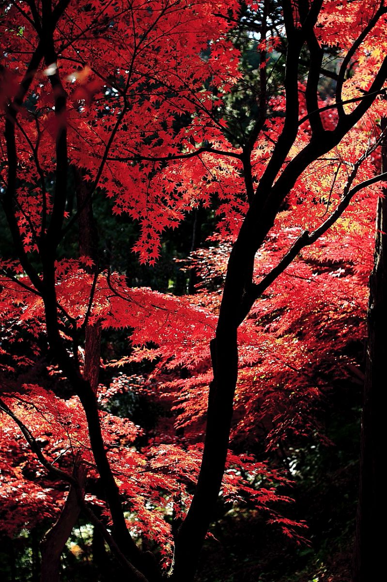 Red ＆ Black | GANREF