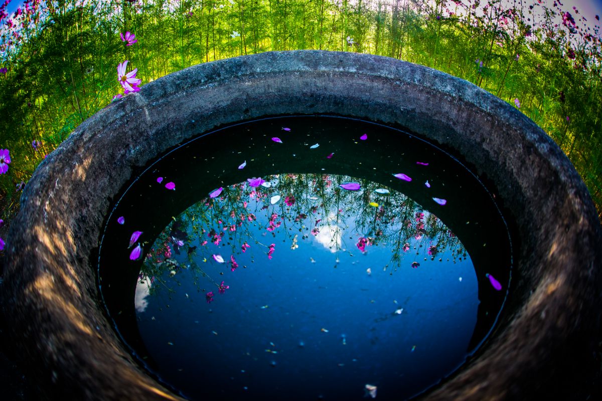 The surrounded world | GANREF