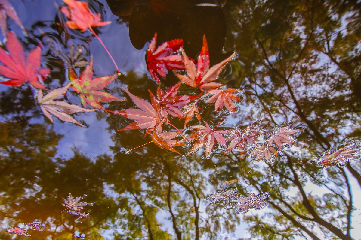 fall of the leaf | GANREF