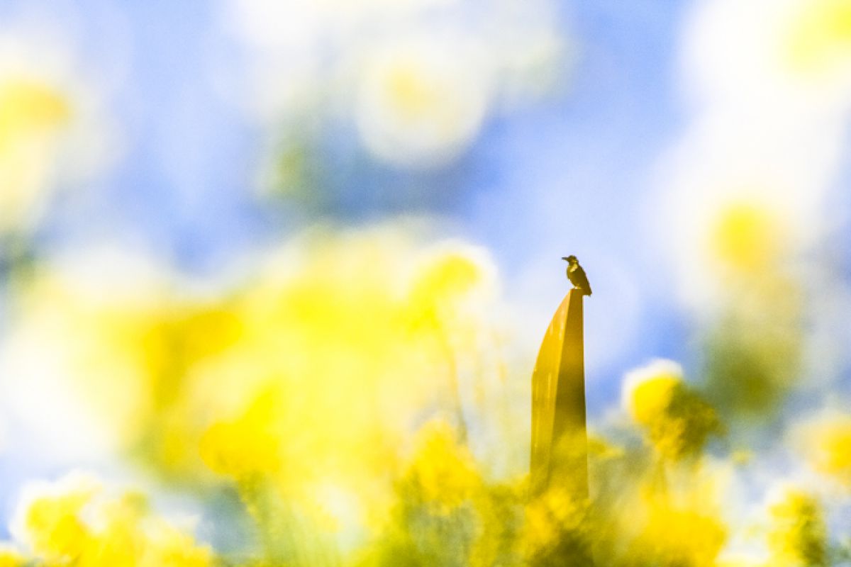 うららかな季節 | GANREF