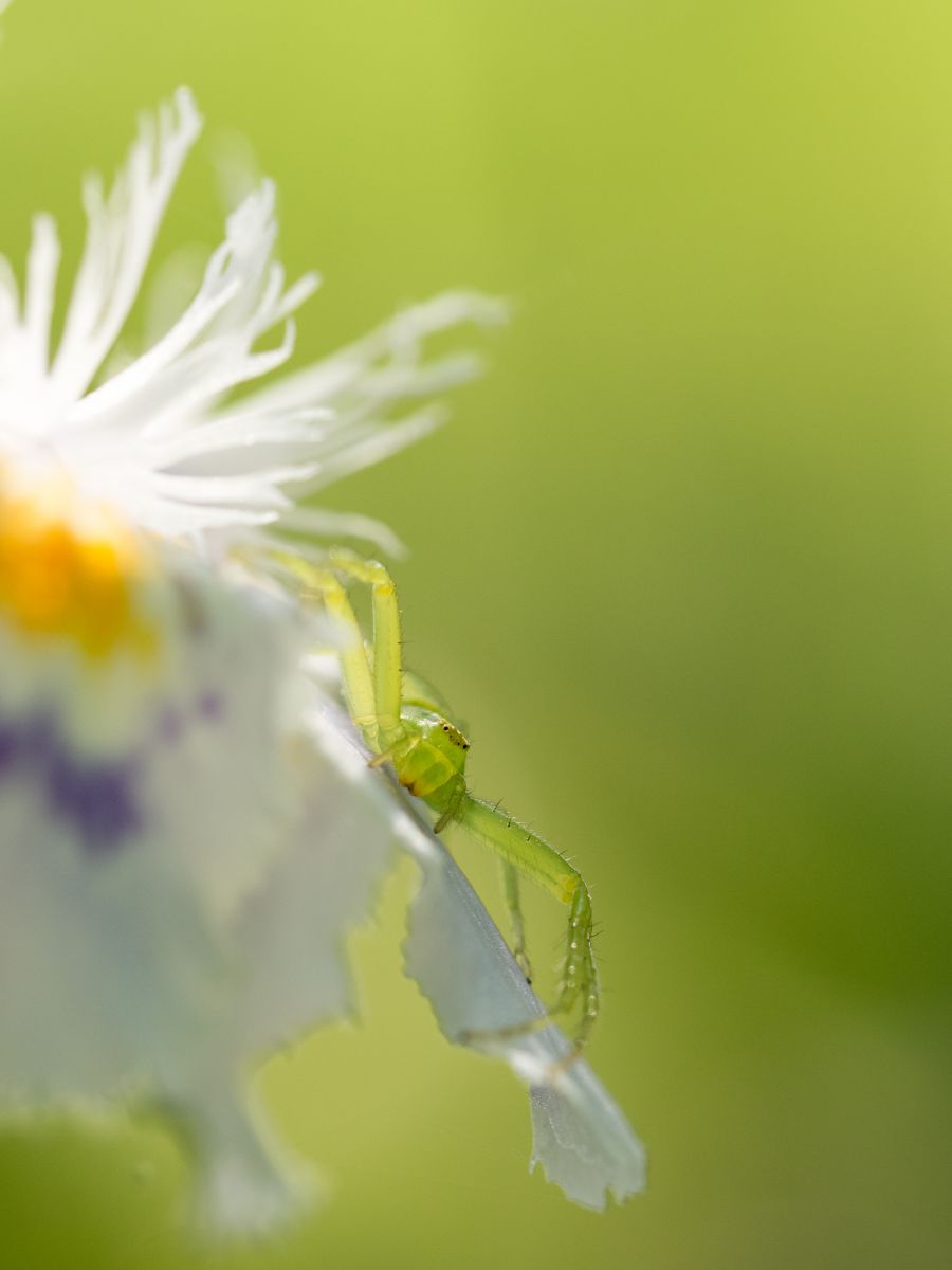 可愛い緑のモンスター | GANREF