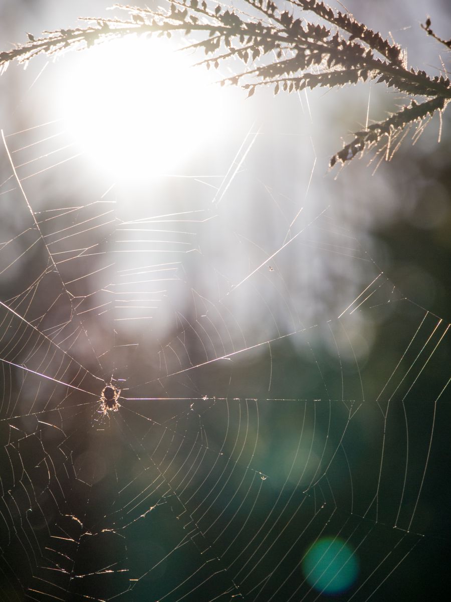 Spider Web | GANREF