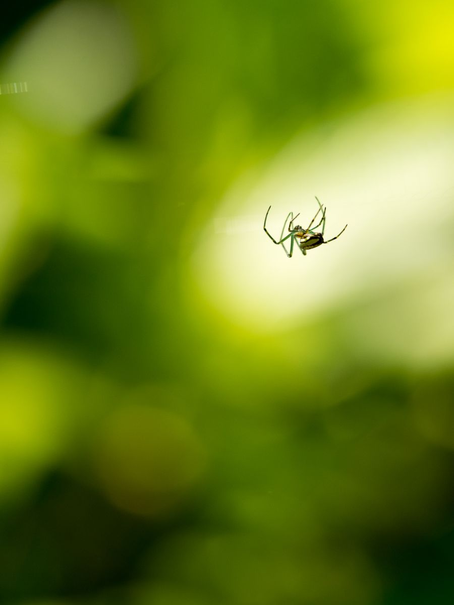 zero gravity | GANREF