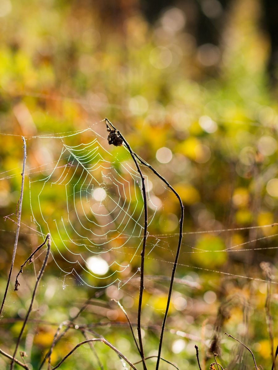 Spider Web | GANREF