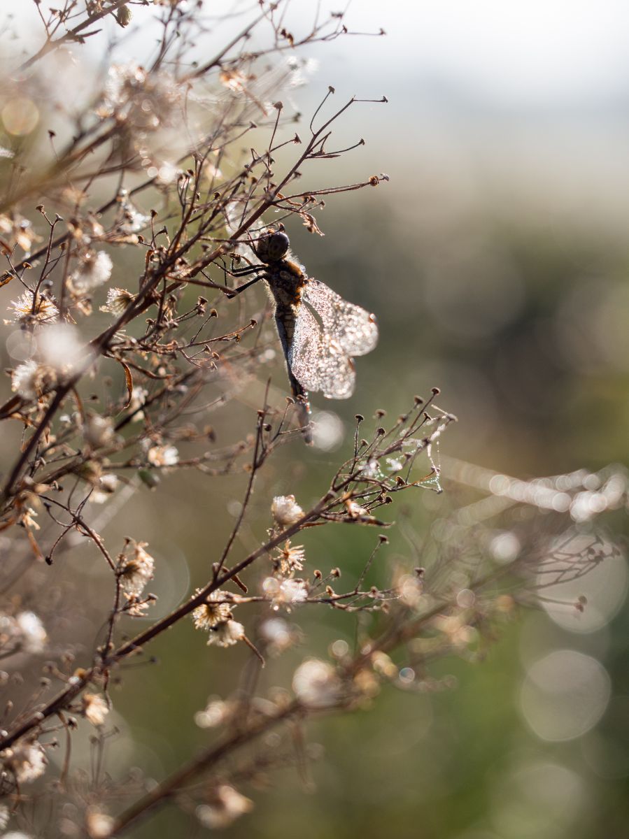 Hard times come again no more | GANREF