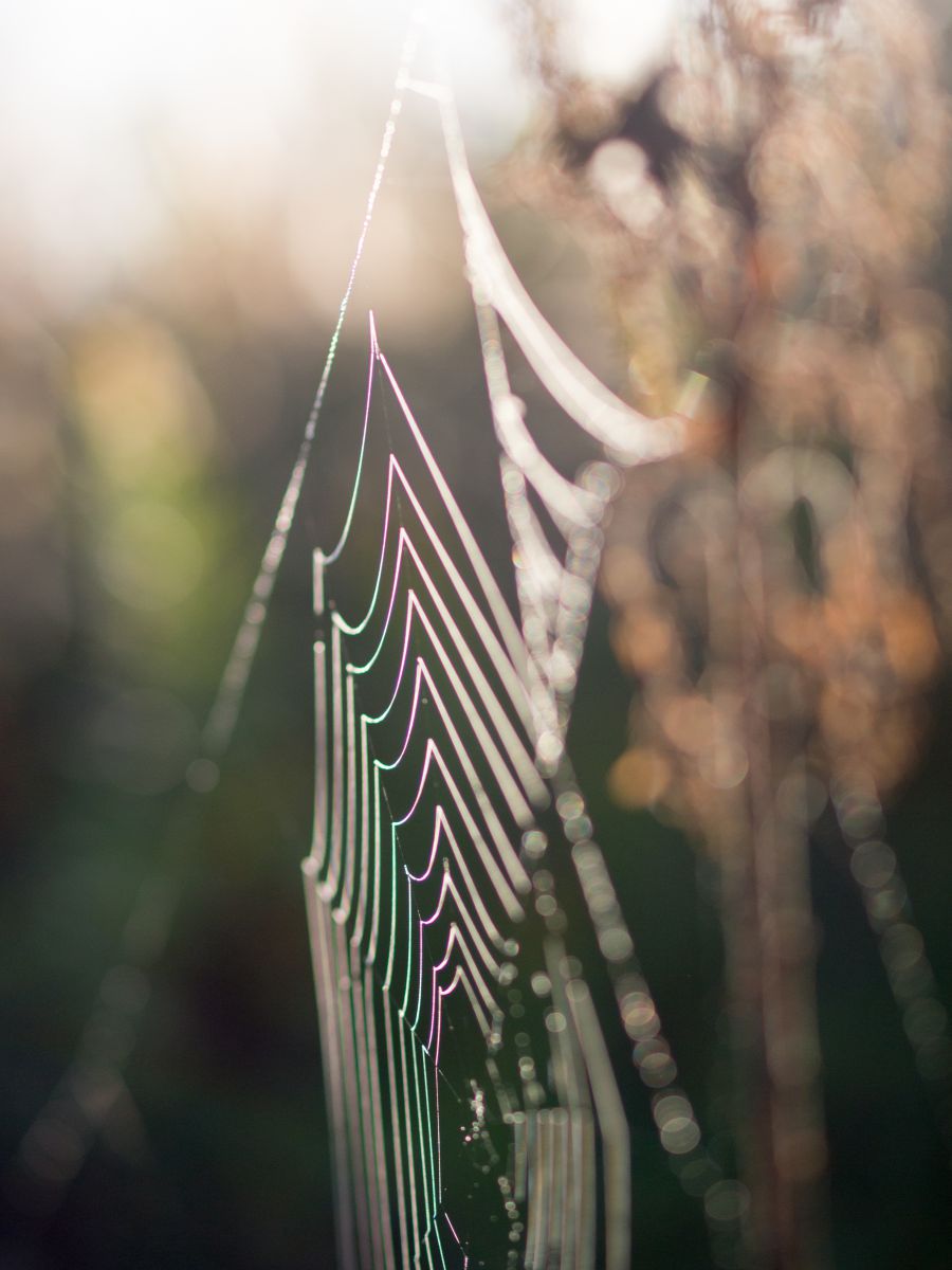Spider Web (2) | GANREF