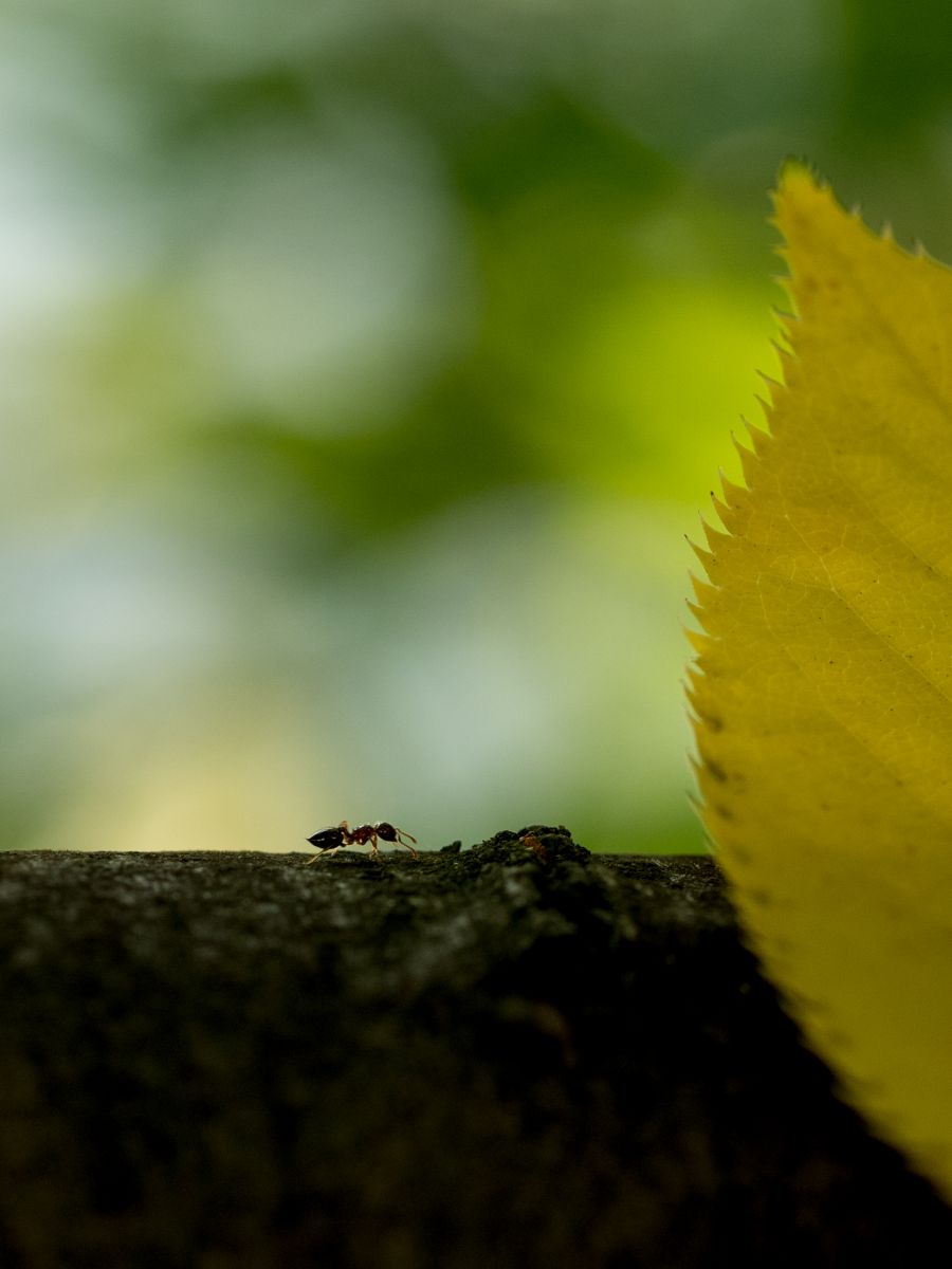 Small World | GANREF