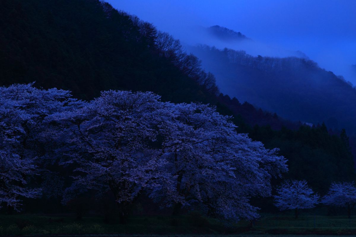 Blue Symphony | GANREF