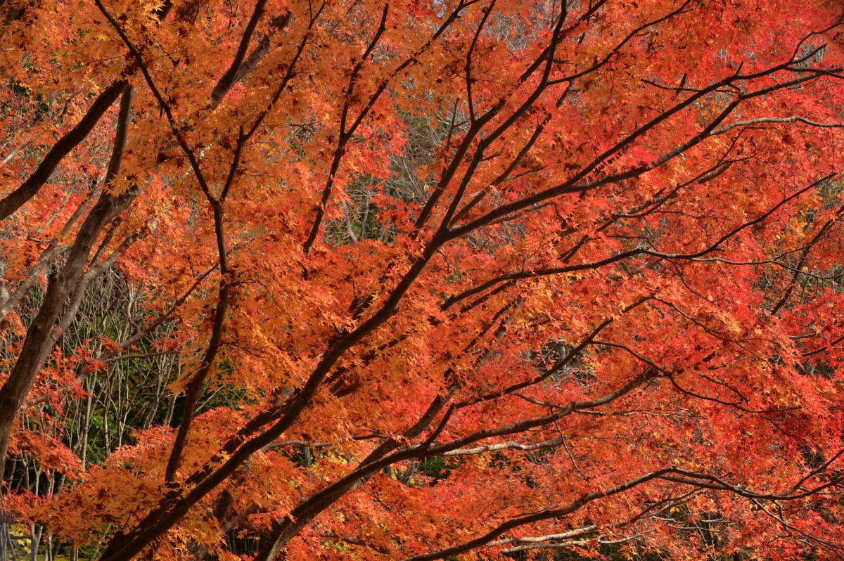 ゆらめく焔 | GANREF