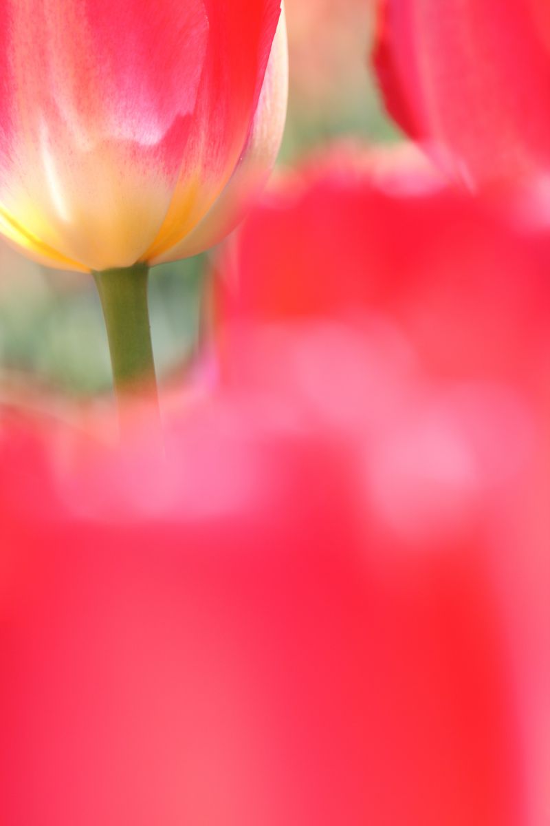 あふれる想い | GANREF