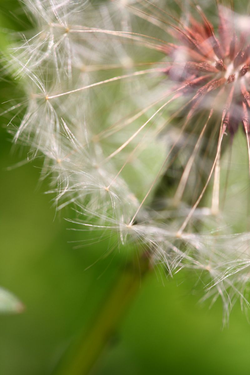 See-through | GANREF