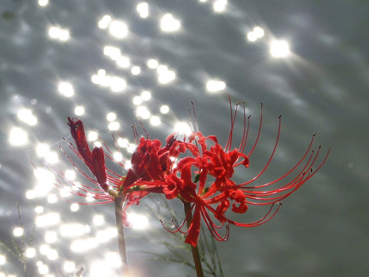 今、輝ける時。 | GANREF