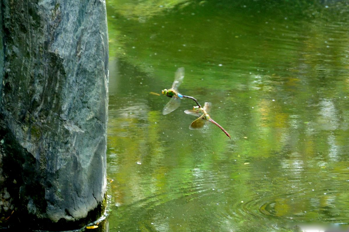 ランデブー | GANREF