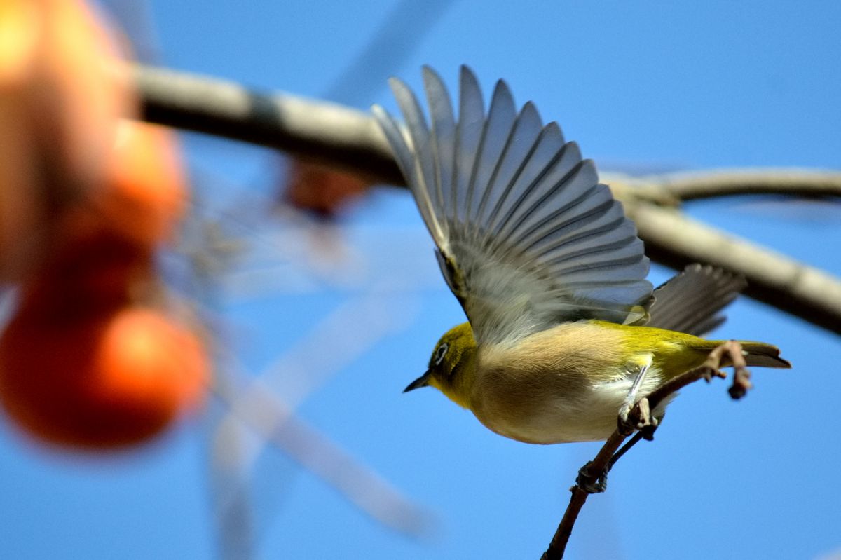甘そうだな | GANREF