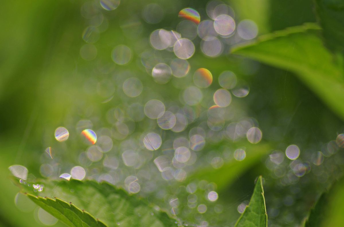 雨粒ジュエリー | GANREF