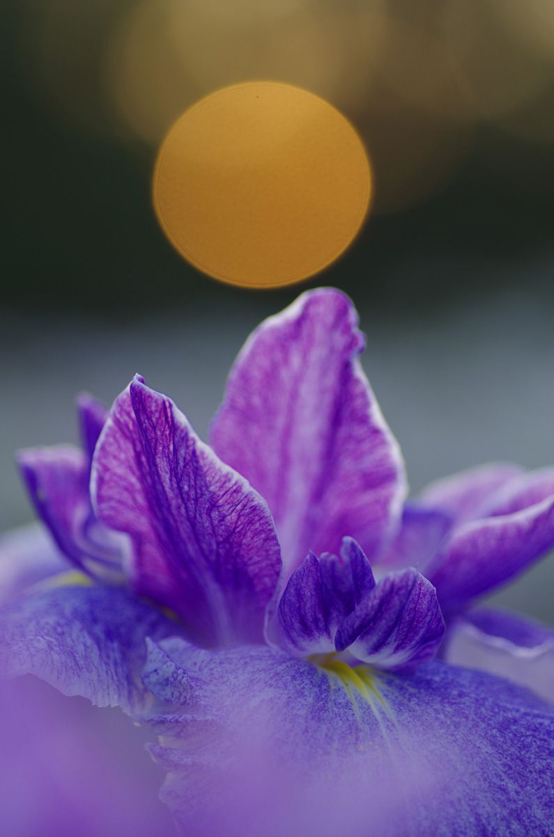 夕陽美人 | GANREF