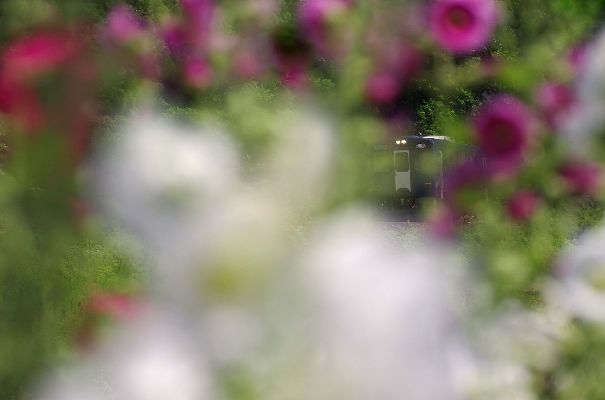 秋田内陸線191 | GANREF