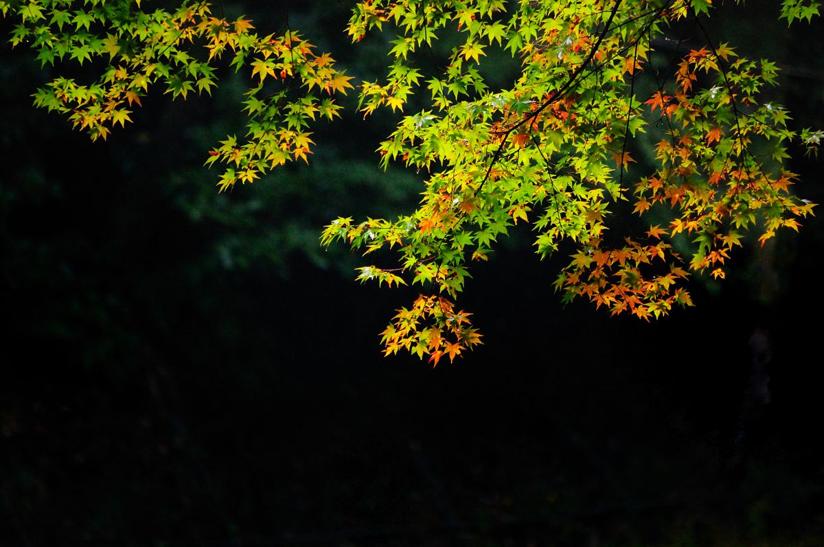 ゆっくりと秋 | GANREF