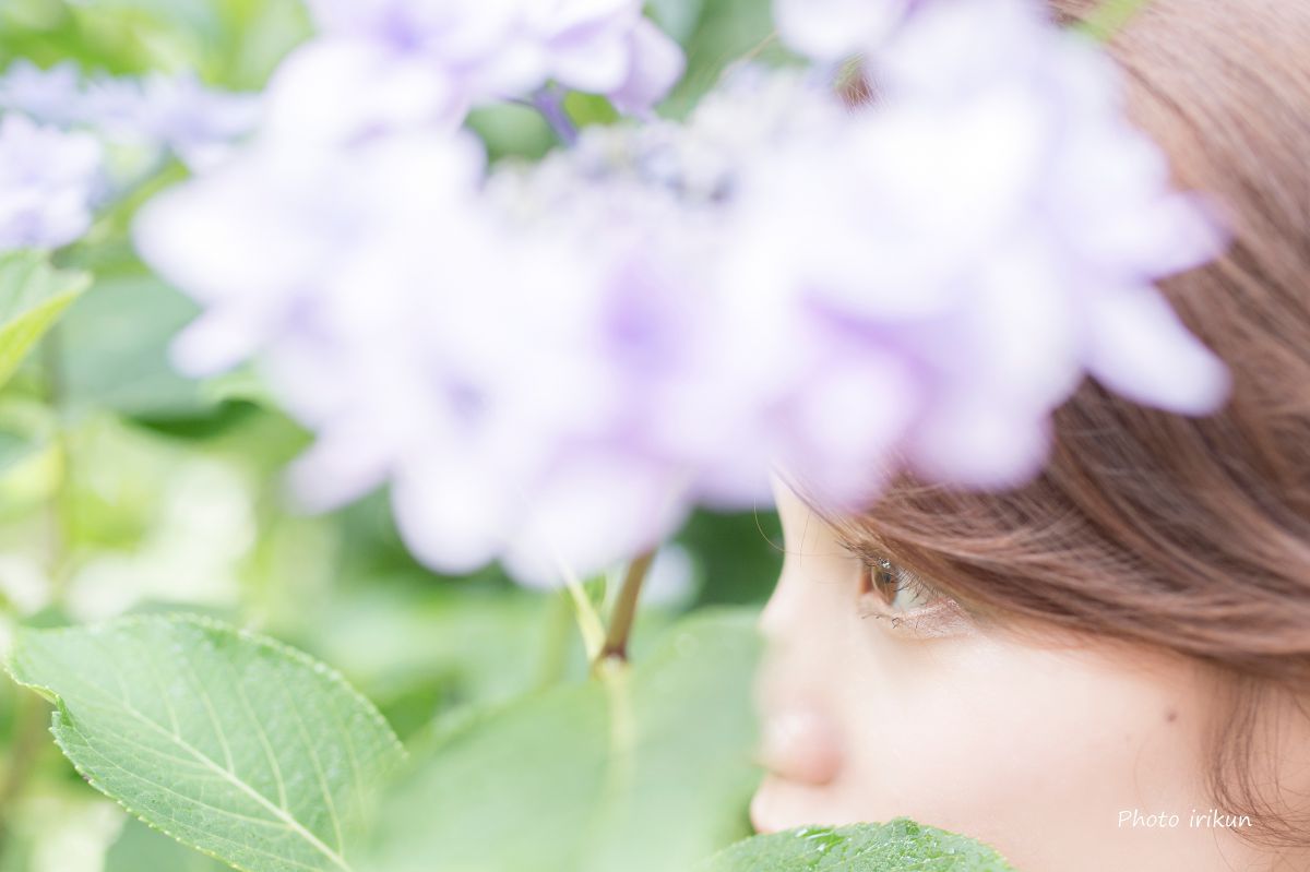 Hydrangeas eye | GANREF