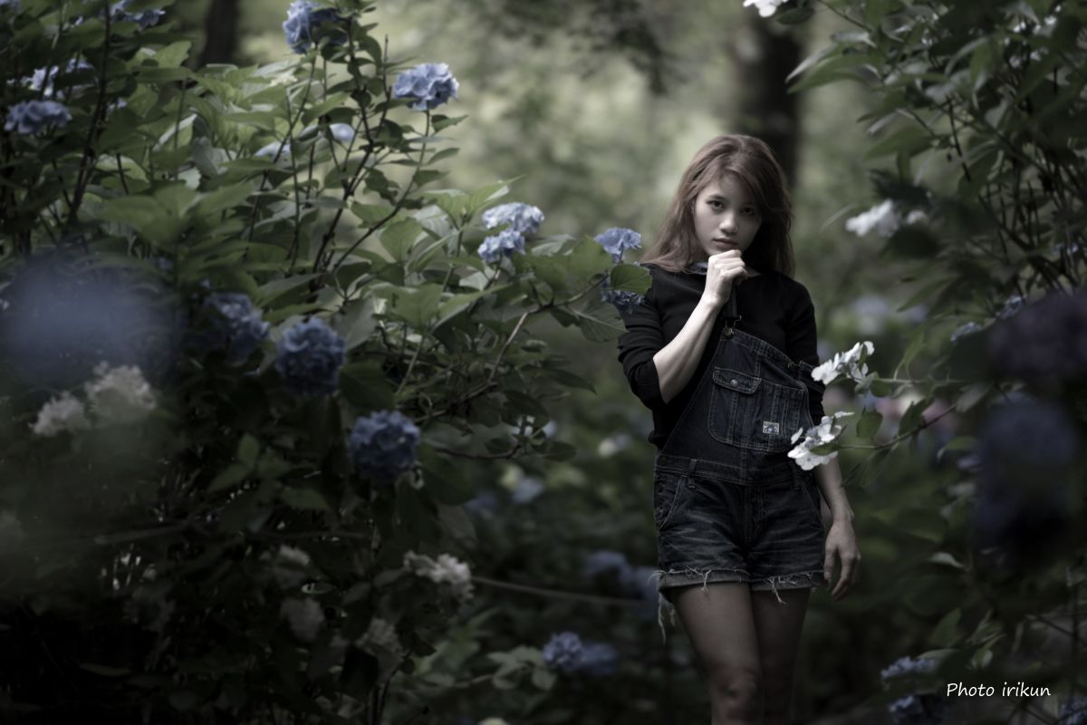 Time the bloom of hydrangea | GANREF