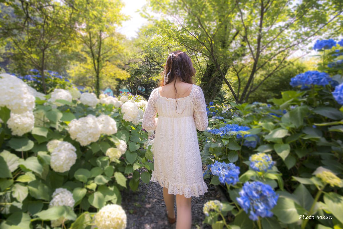 アジサイの妖精2 | GANREF