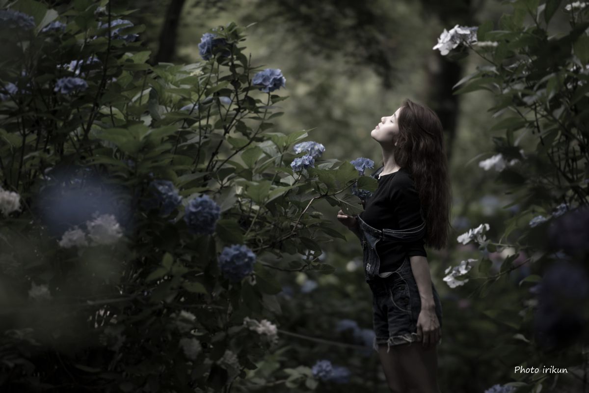 Alley of hydrangea | GANREF