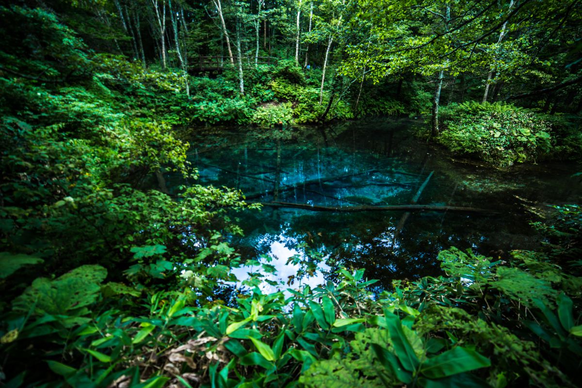 IMG_3673.jpg | GANREF