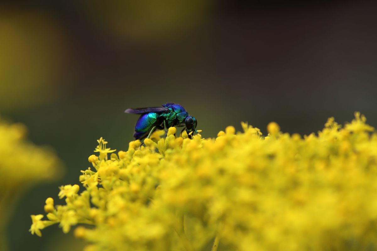 Metallic blue bee | GANREF