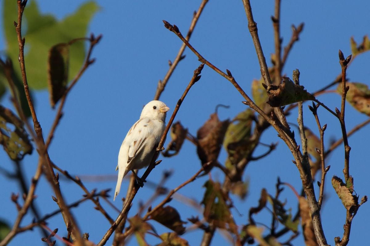 文鳥じゃ～無いんです(ｷﾘｯ | GANREF