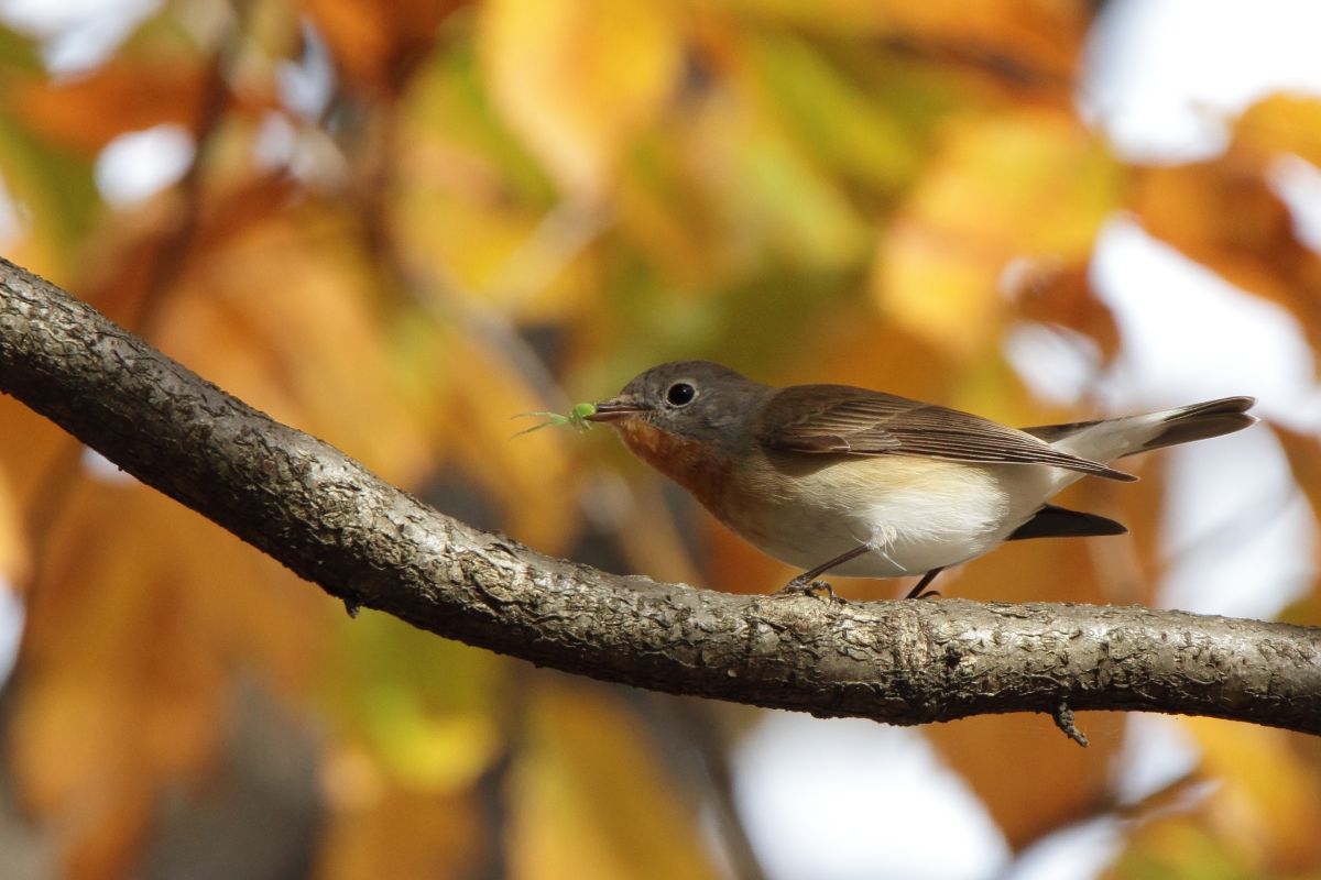 ニシオジロビタキ（APS-C機編） | GANREF