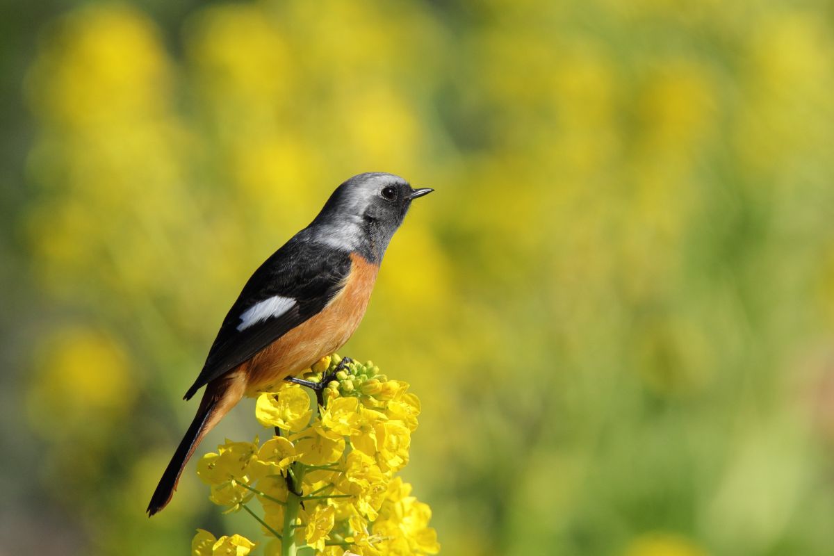 Wrapped in yellow | GANREF