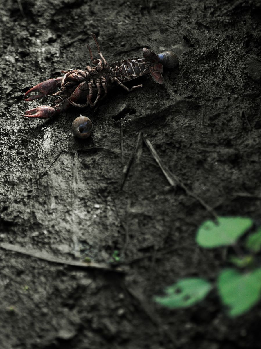 dead or alive | GANREF